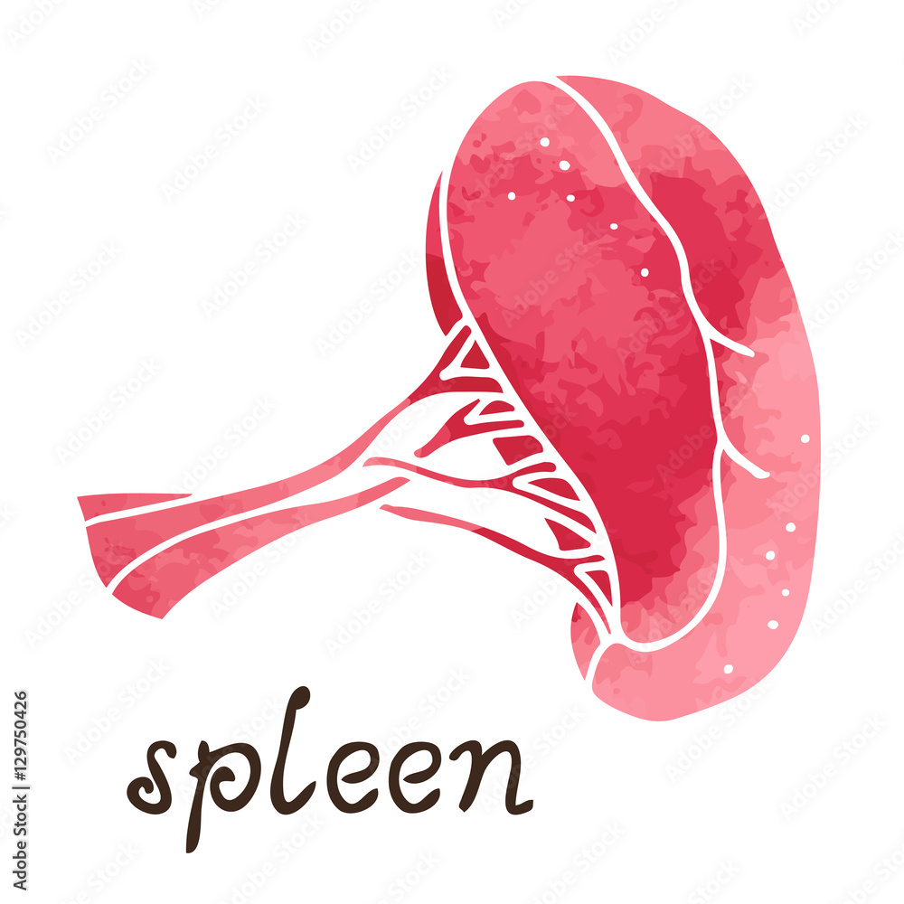 Spleen vector watercolor illustration, anatomy illustration, isolated ...