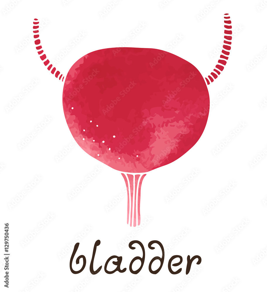 Human bladder vector watercolor illustration, human anatomy, isolated ...