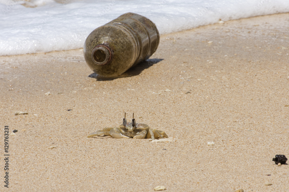 Krebse foto de Stock | Adobe Stock