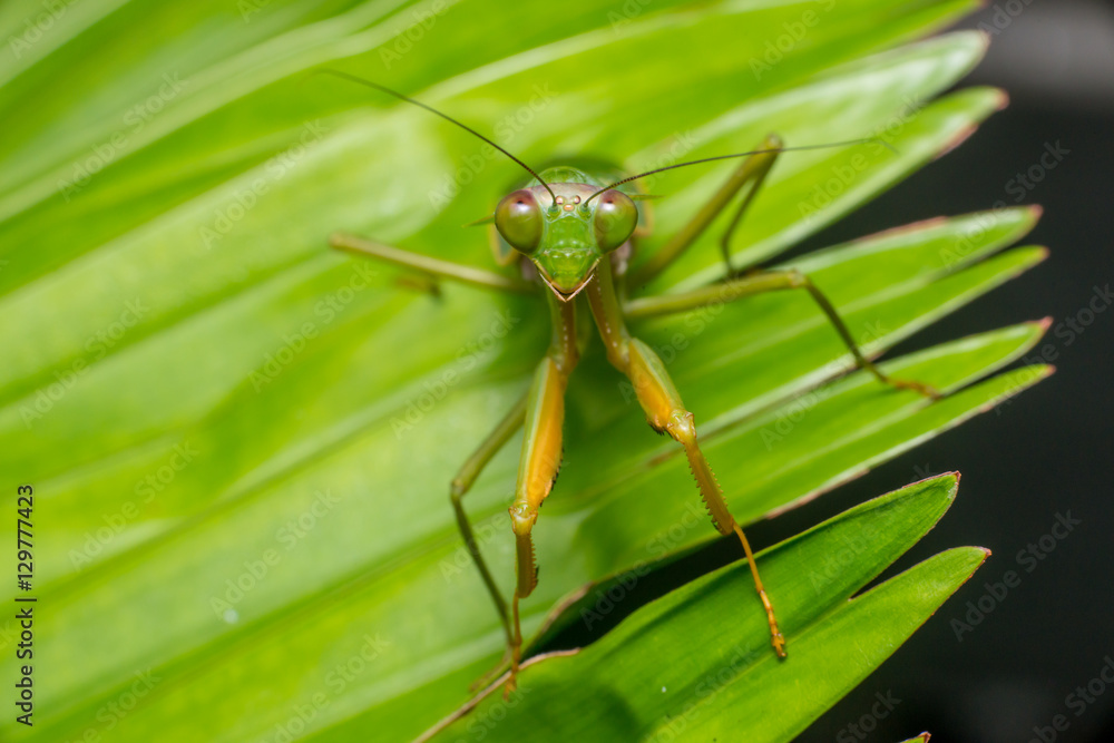Giant Malaysian shield praying mantis (Rhombodera Basalis) resting on a ...
