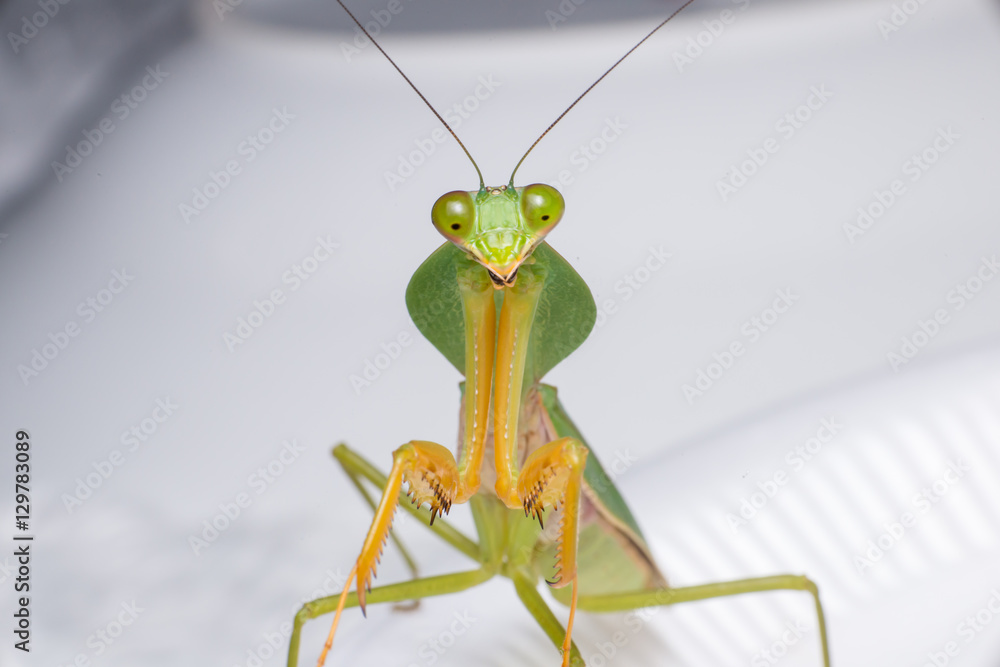 Foto de Giant Malaysian shield praying mantis (Rhombodera Basalis ...