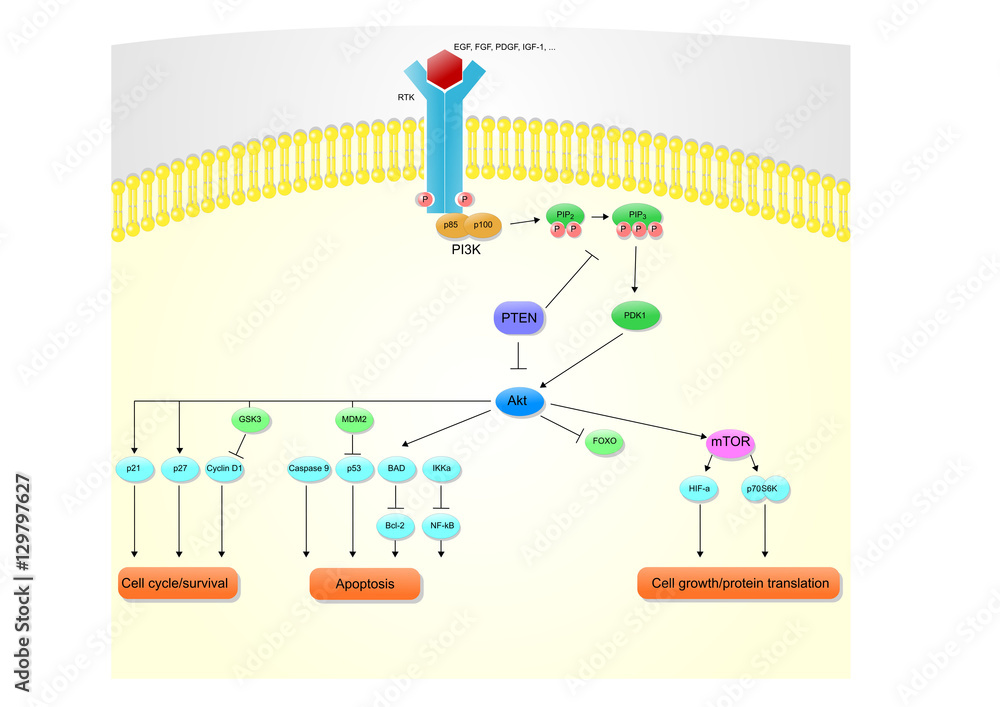 Phosphatidylinositol Pathway