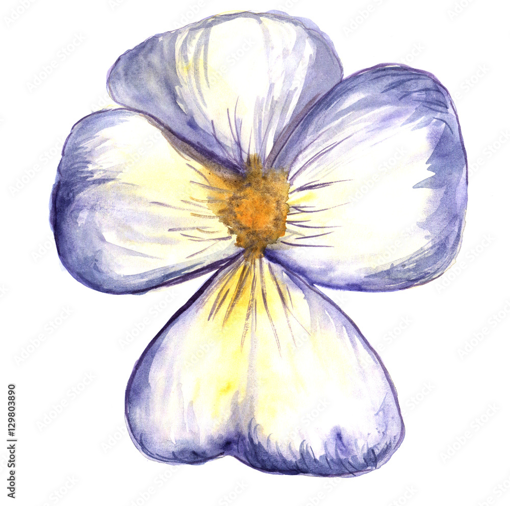 blue violet flower hand drawn watercolor illustration on paper Stock ...