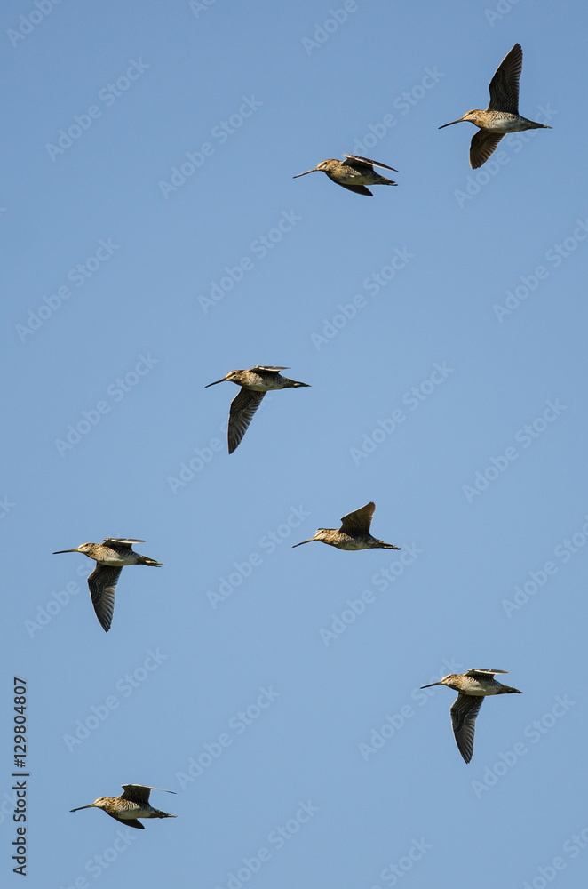 Flock of Wilson's Snipe Flying in a Blue Sky Stock Photo | Adobe Stock