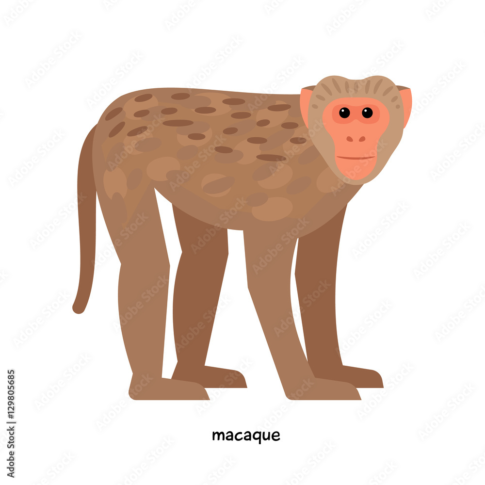 Macaque - one of the most common monkeys on the planet Stock Vector ...