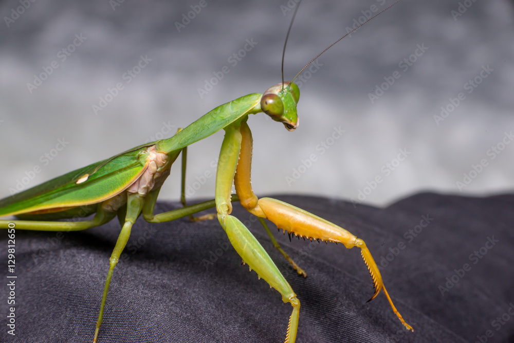 Giant Malaysian shield praying mantis (Rhombodera Basalis) resting on a ...