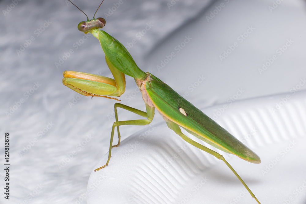 Giant Malaysian shield praying mantis (Rhombodera Basalis) resting on a ...
