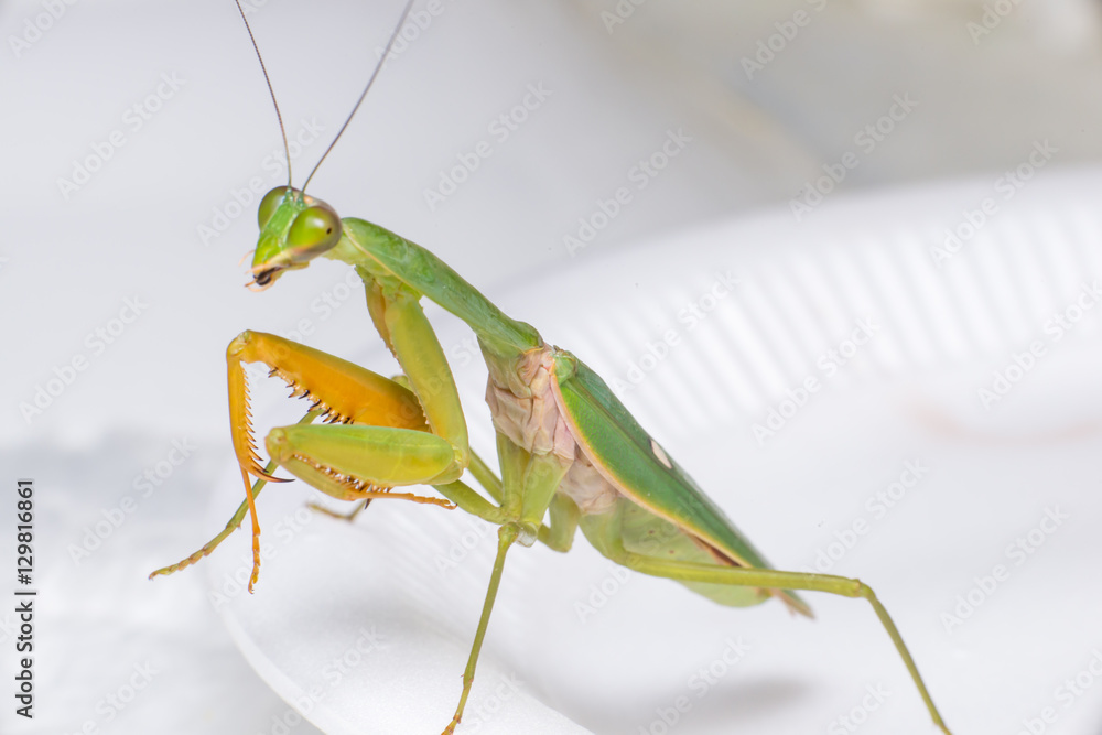 Giant Malaysian shield praying mantis (Rhombodera Basalis) resting on a ...