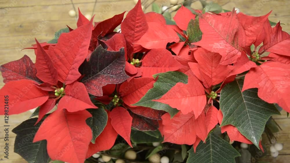 Αλεξανδρινό Euphorbia pulcherrima Poinsettia Flor de navidad Stella di ...