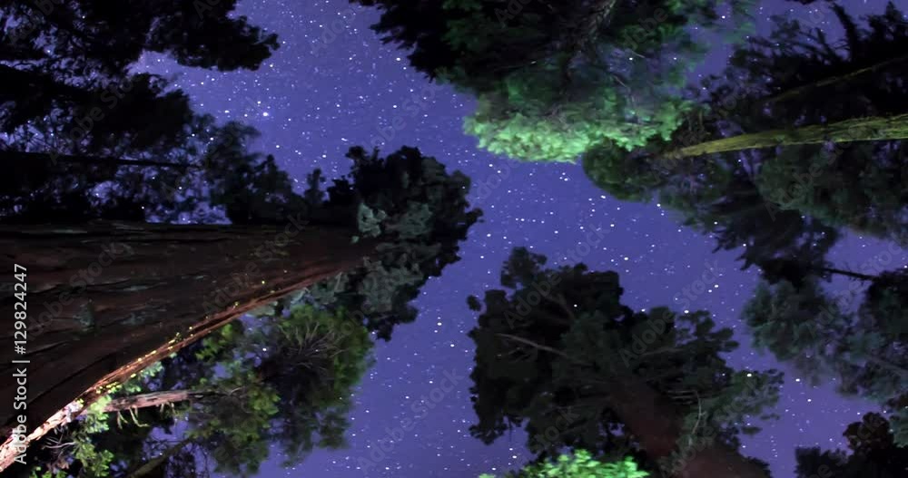 Night Sky Above the Giant Sequoia Trees in California's Sierra Nevada ...