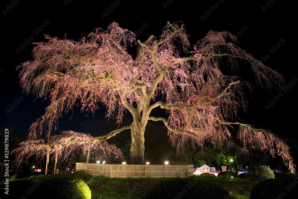 Famous giant weeping cherry tree (Sakura) in blossom and illuminated at ...