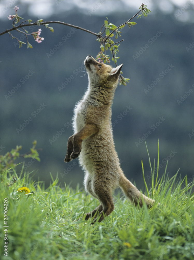 Fox cub on hind legs sniffing branch Stock Photo | Adobe Stock