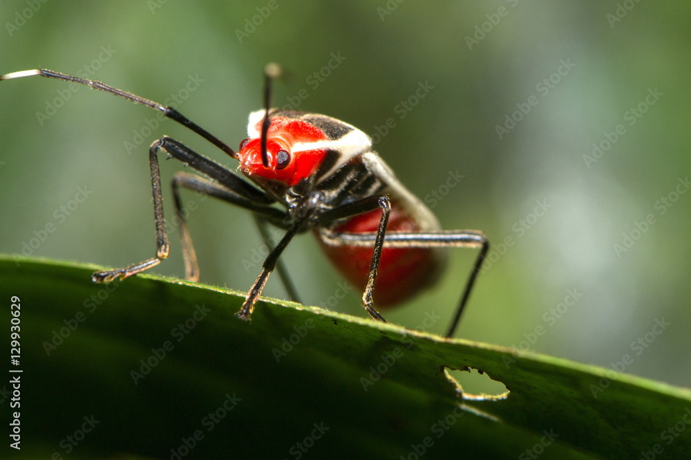 Foto de Brilliantly coloured Hemipteran, known as the True bugs, family ...