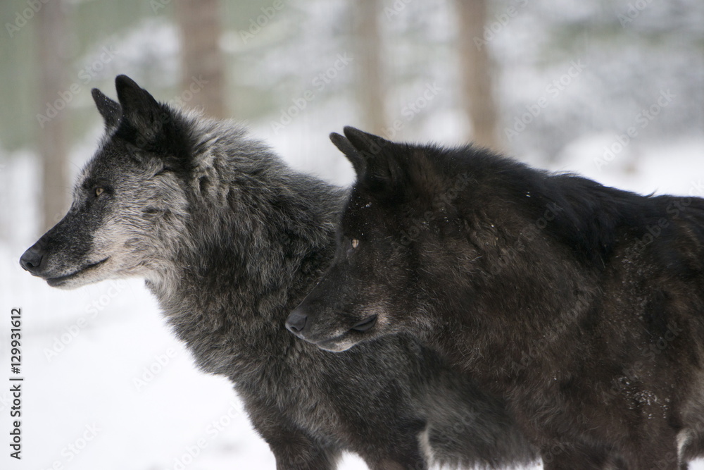 Two black melanistic variants of North American Timber wolf (Canis ...