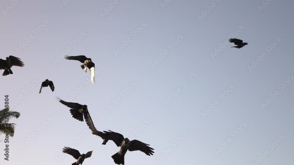 CLOSE UP: Curious adorable crows flying in big flock near lush palm ...