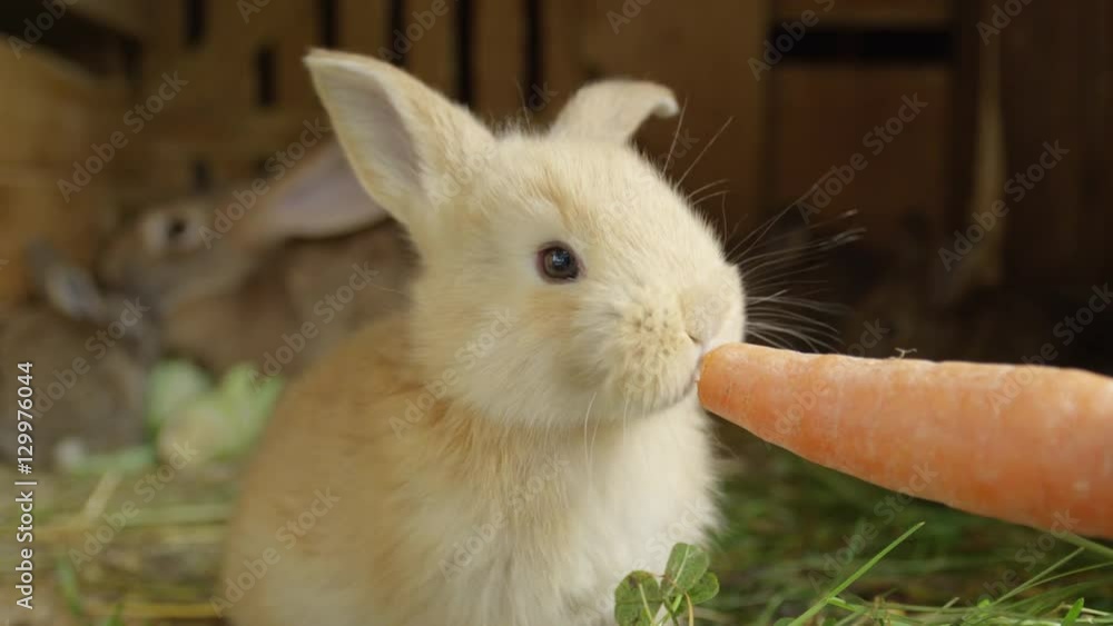 Video Stock CLOSE UP: Beautiful fluffy light brown baby bunny eating ...