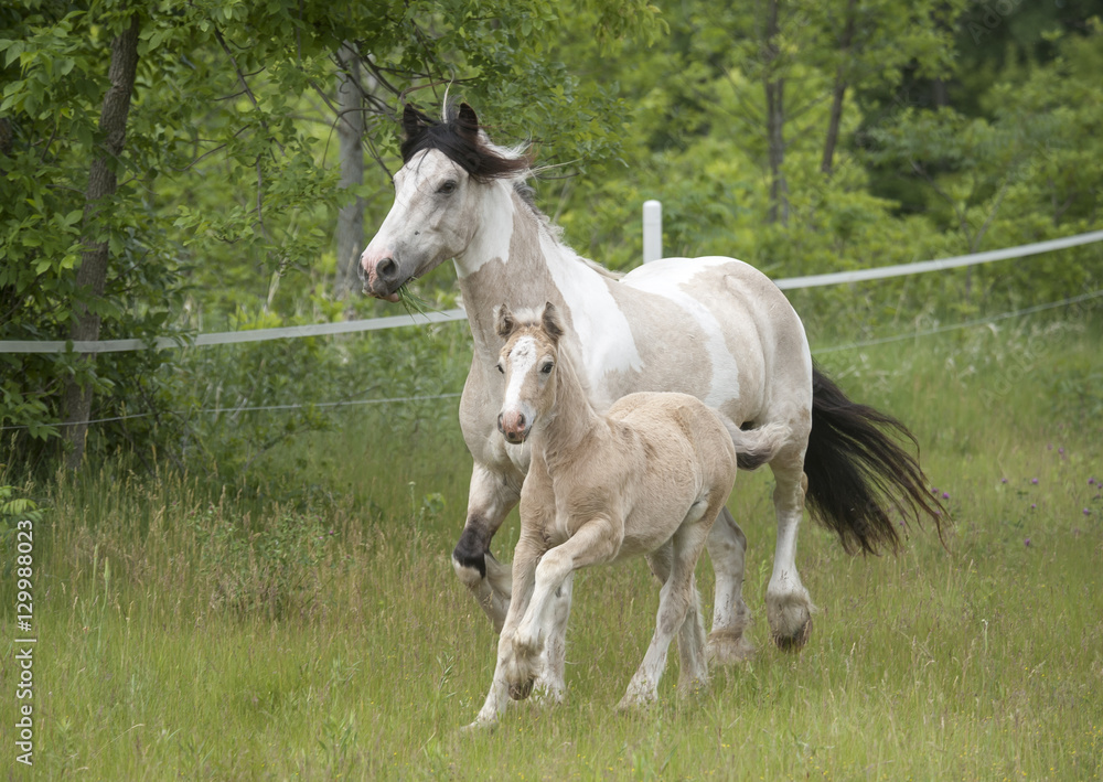 Buckskin Gypsy horse mare with palomino foal Stock Photo | Adobe Stock