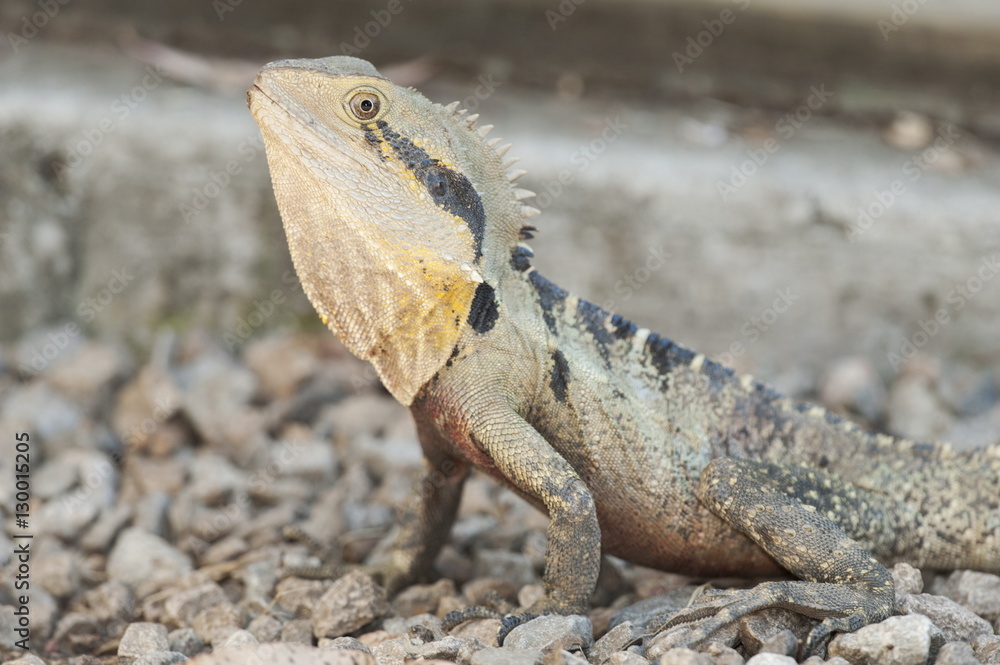 Australian eastern water dragon (Physignathus lesueurii), Lone Pine ...