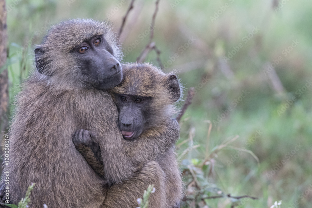 Baboon Hug Stock Photo | Adobe Stock