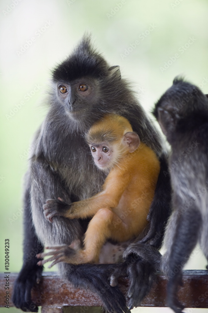 Silver Leaf Langur monkey, Labuk Bay Proboscis Monkey Sanctuary, Sabah ...