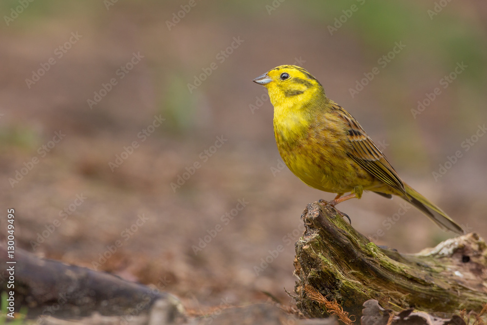 Yellowhammer Stock Photo | Adobe Stock