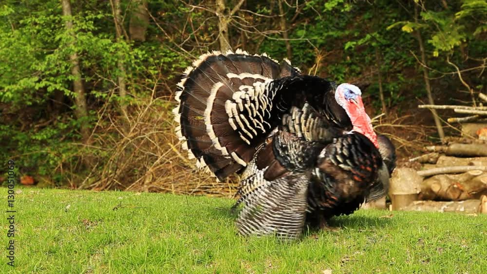 turkey in attacking pose moving on green grass Stock Video | Adobe Stock