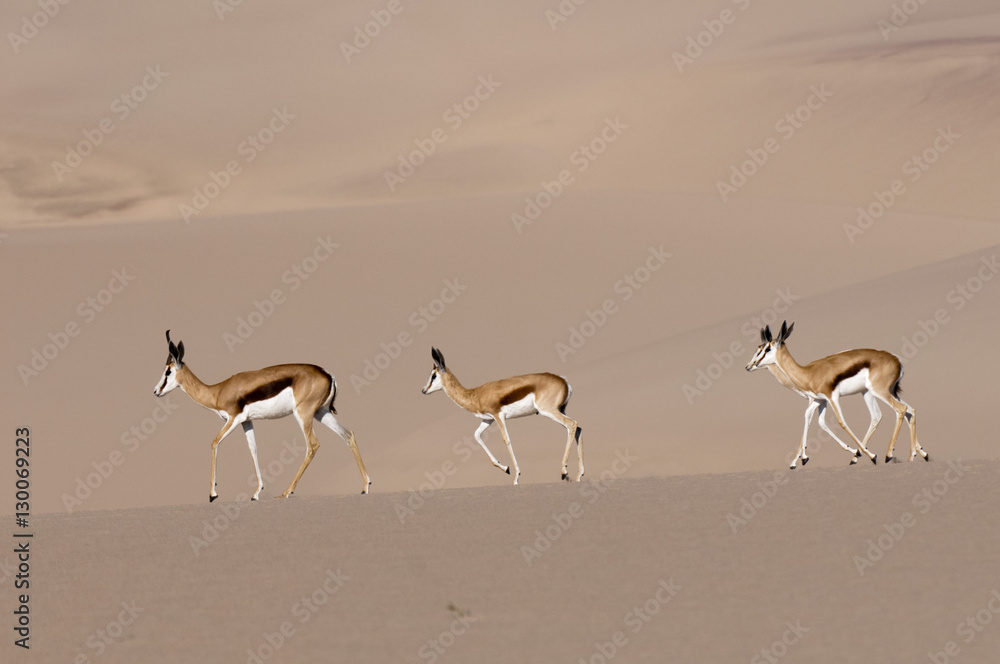 Springbok (Antidorcas marsupialis) on sand dune, Skeleton Coast ...