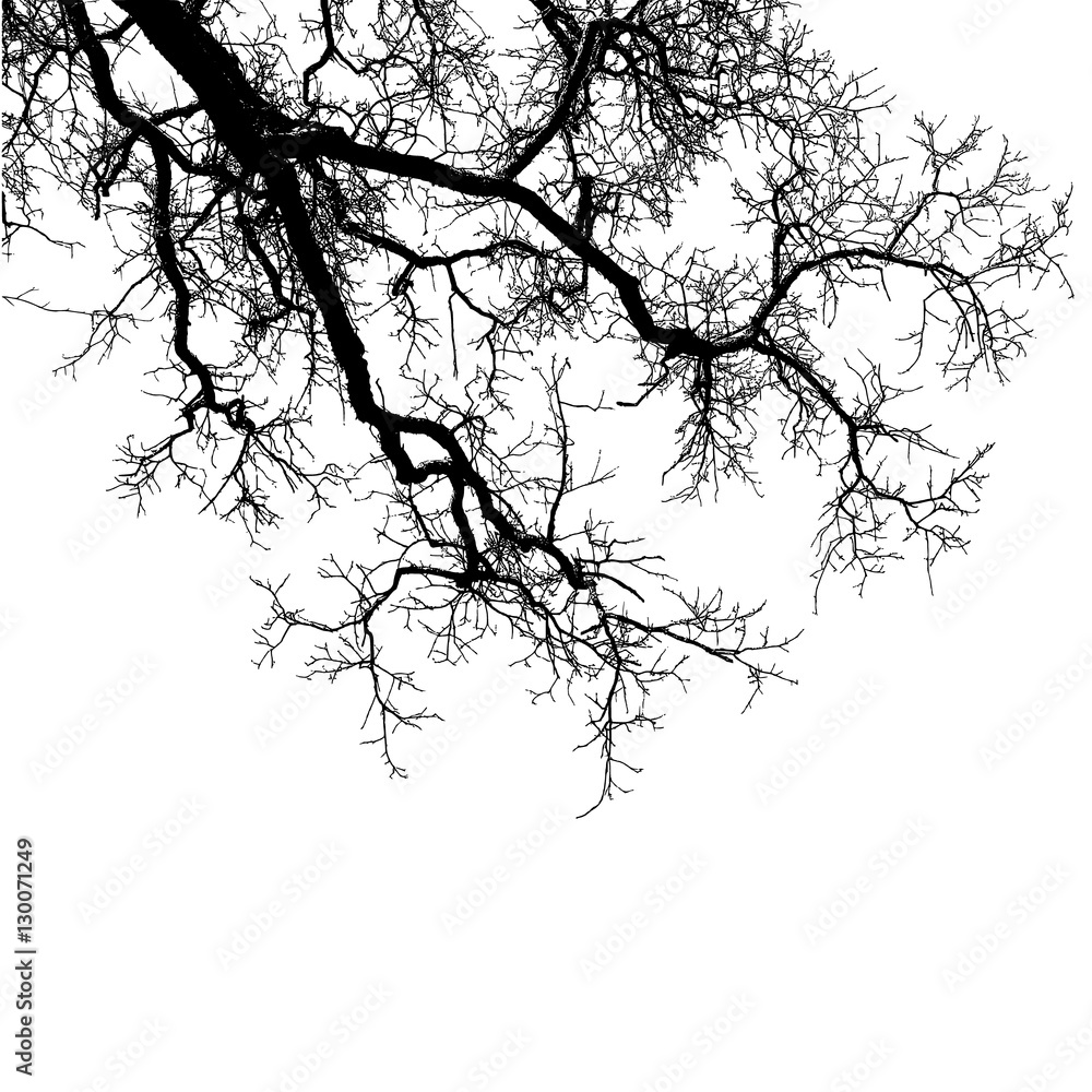 Realistic tree branches silhouette (Vector illustration).Eps10 Stock ...