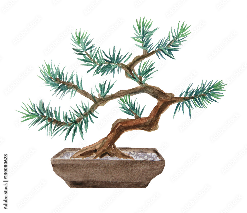 Bonsai pine tree painted with watercolor Stock Illustration | Adobe Stock