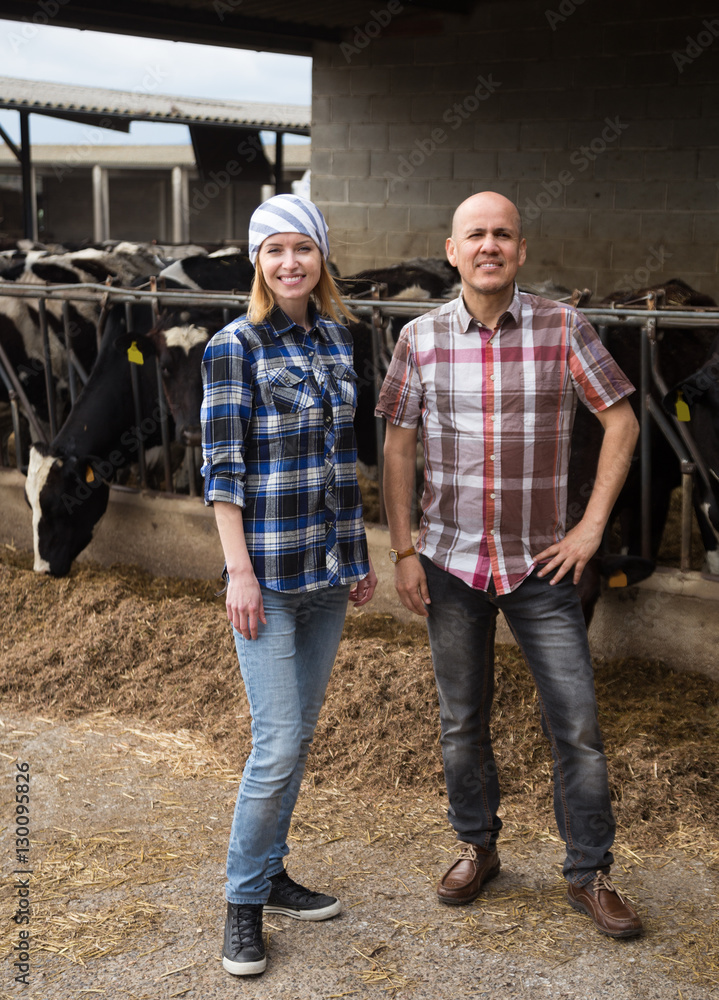 Professional staff taking care of cows in lin cows barn Stock Photo ...