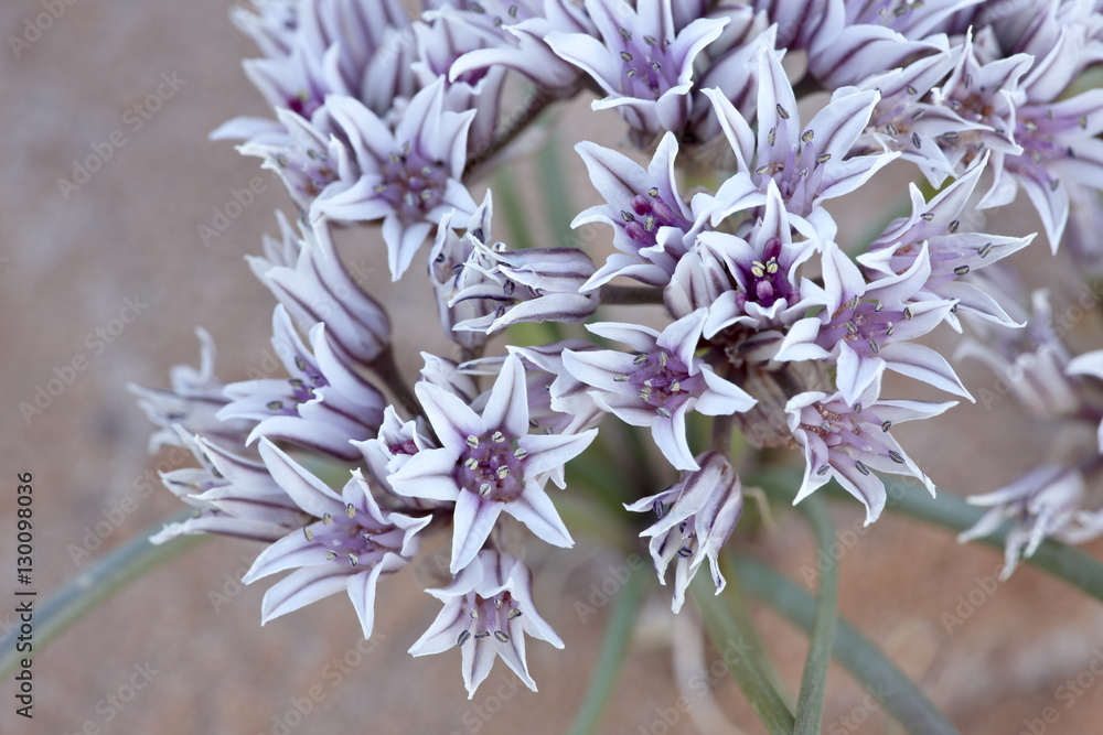 Allium Textile