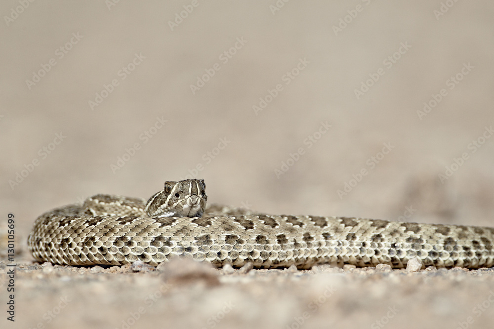 Prairie rattlesnake (Western rattlesnake) (Plains rattlesnake ...