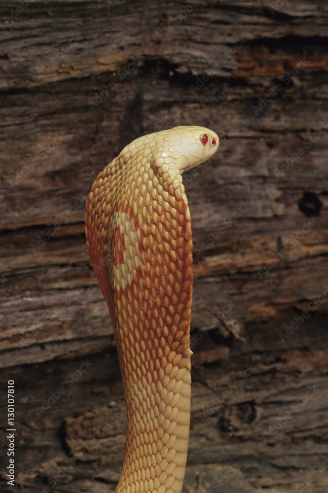 Albino Monocled Cobra