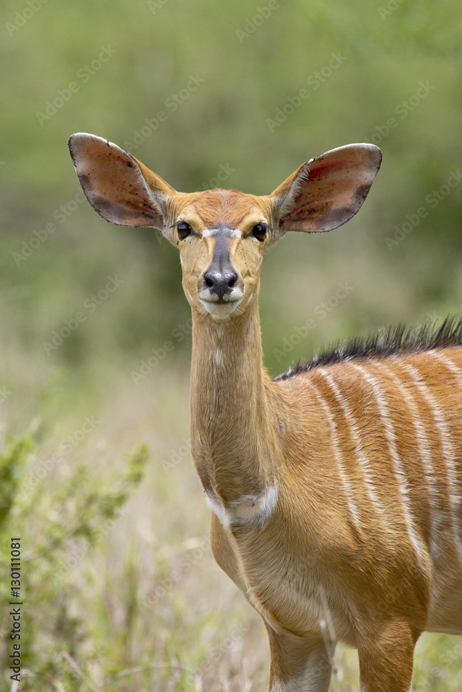 Female nyala (Tragelaphus angasii), Hluhluwe Game Reserve Stock Photo ...
