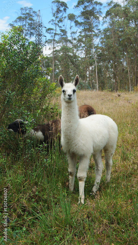 Baby llama with trees in background (Scientific name: Lama glama) is a ...