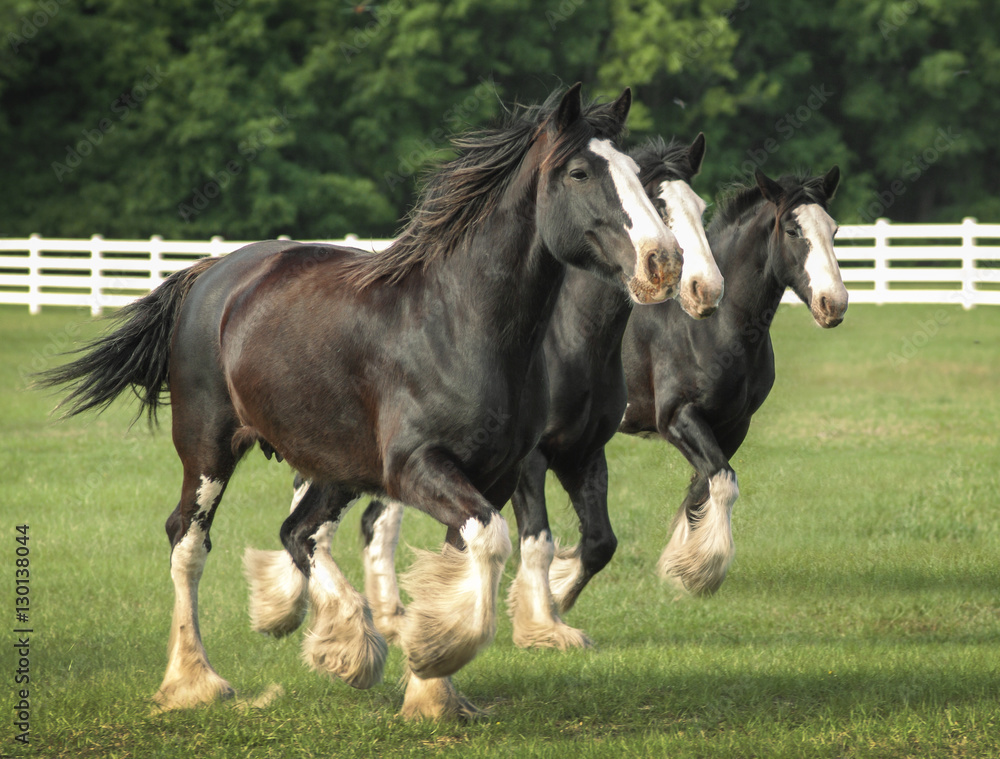 Shire Draft horses running in paddock Stock Photo | Adobe Stock