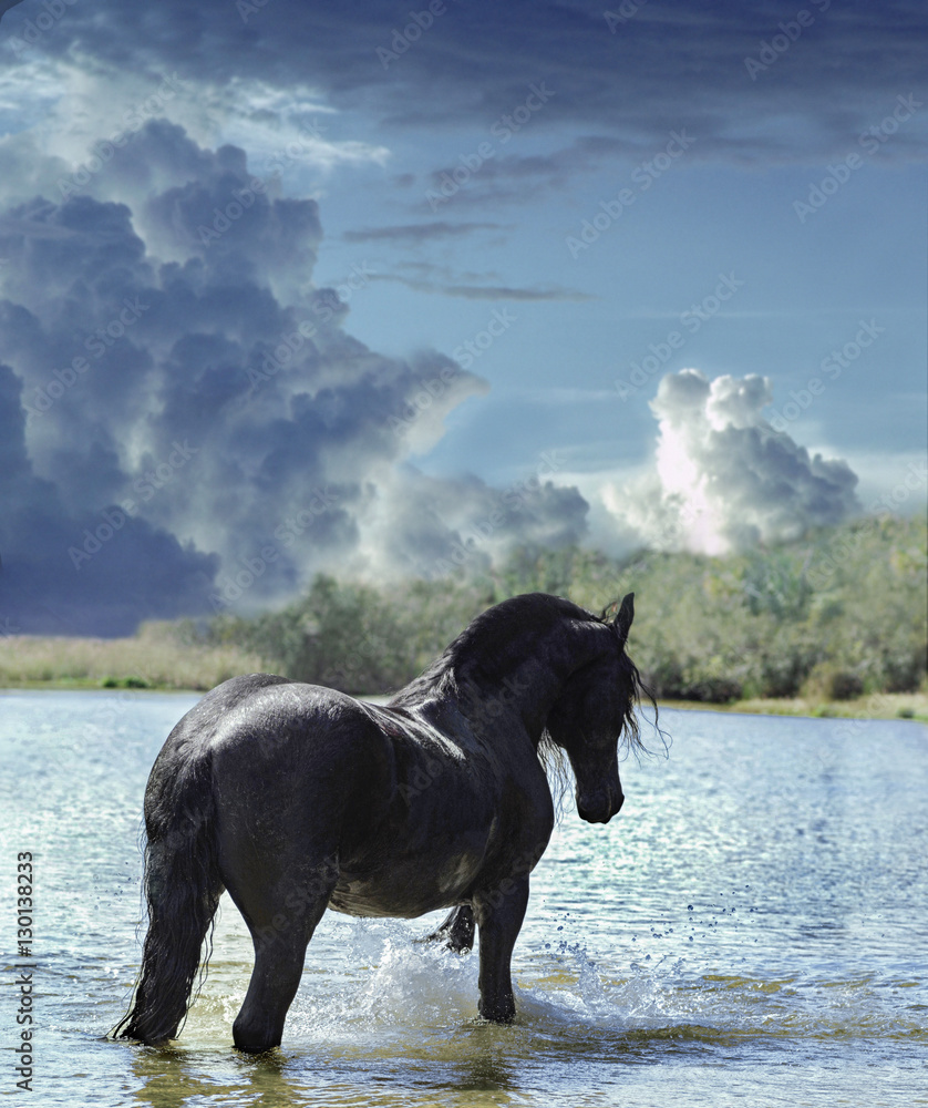 Friesian Horses Running In Water