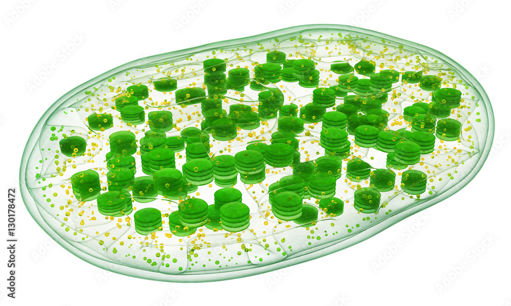 Chloroplast structure. Part of the plant cell. 3d image Stock ...