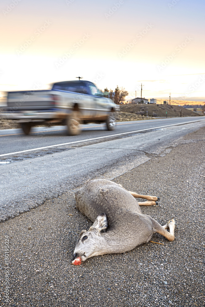 Dead Deer On The Road