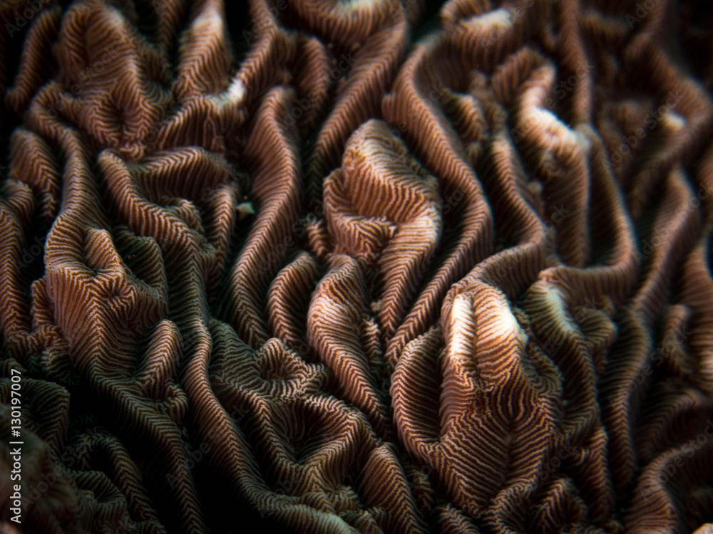 Coral Reef Texture