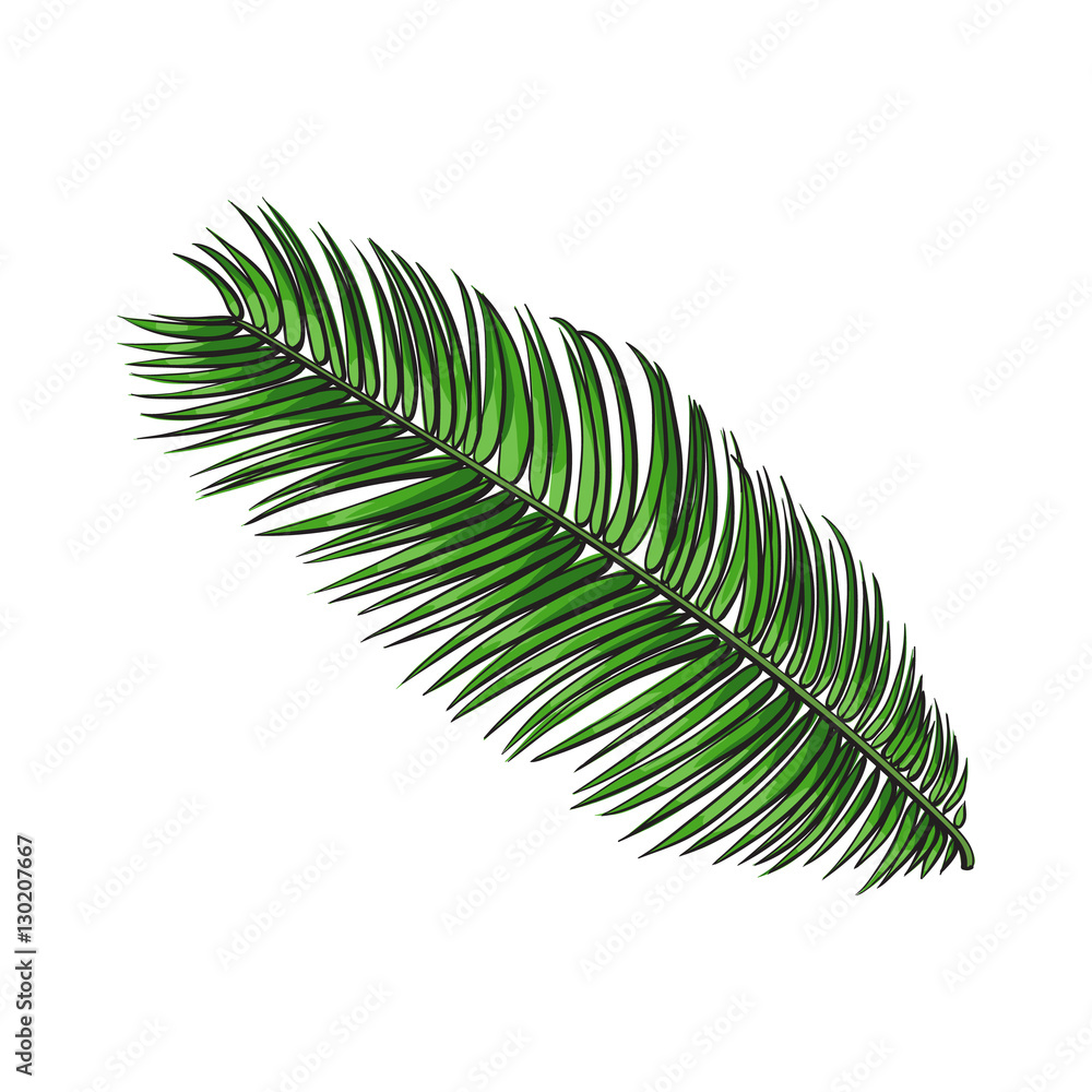 Full fresh leaf of sago palm tree, sketch style vector illustration ...