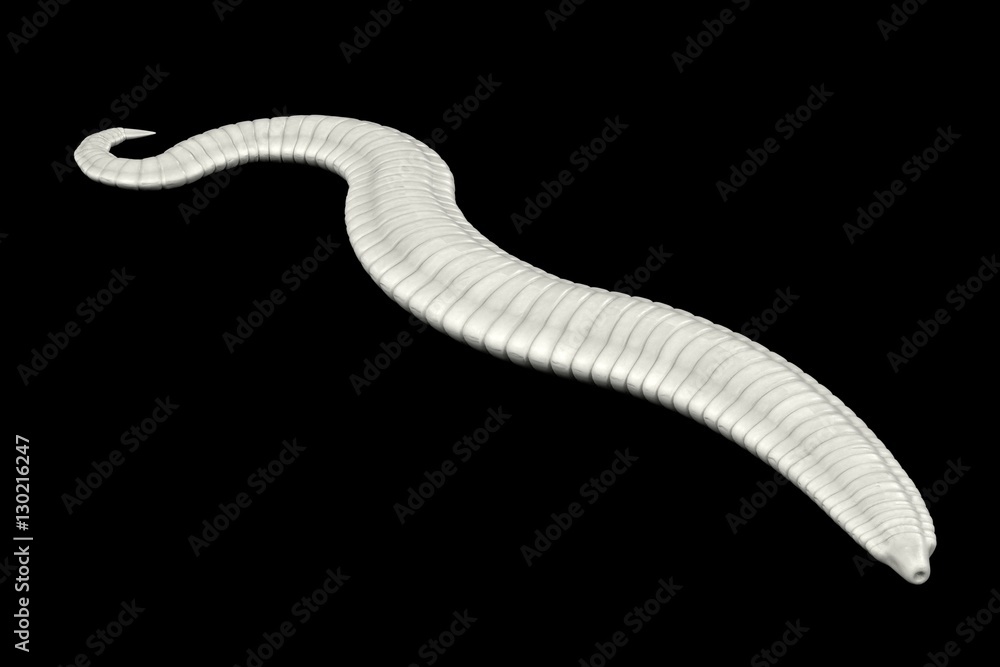 realistic 3d render of pinworm Stock Illustration | Adobe Stock