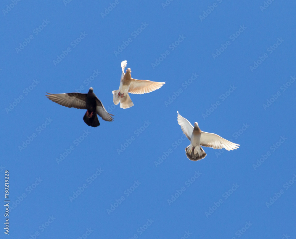 a flock of doves in flight against blue sky foto de Stock | Adobe Stock