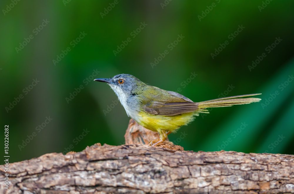 Yellow-bellied Prinia or Yellow-bellied Wren-warbler(Prinia ...