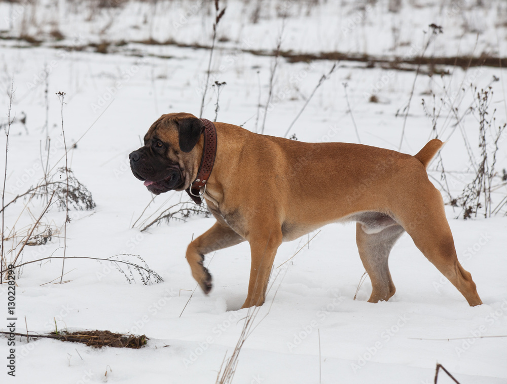 Are Mastiffs Considered Hunting Dogs