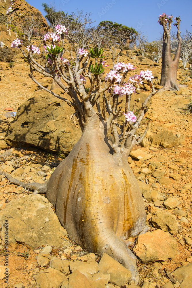 Bottle trees in bloom (Adenium obesum), endemic tree of Socotra, Homil ...