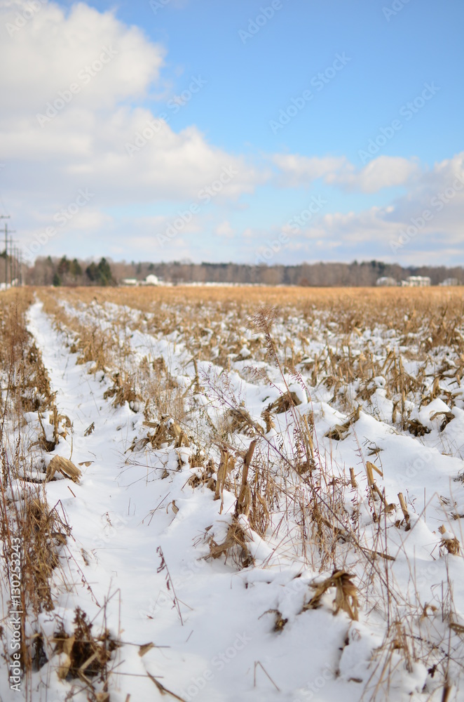 Rows of a Snow covered corn field on a sunny winter day Stock Photo ...