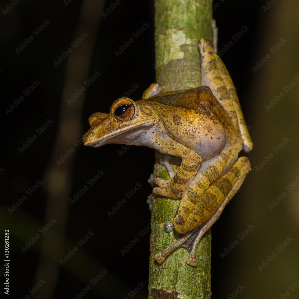 Little cute yellow frog with big eyes sitting in profile on a thin tree ...
