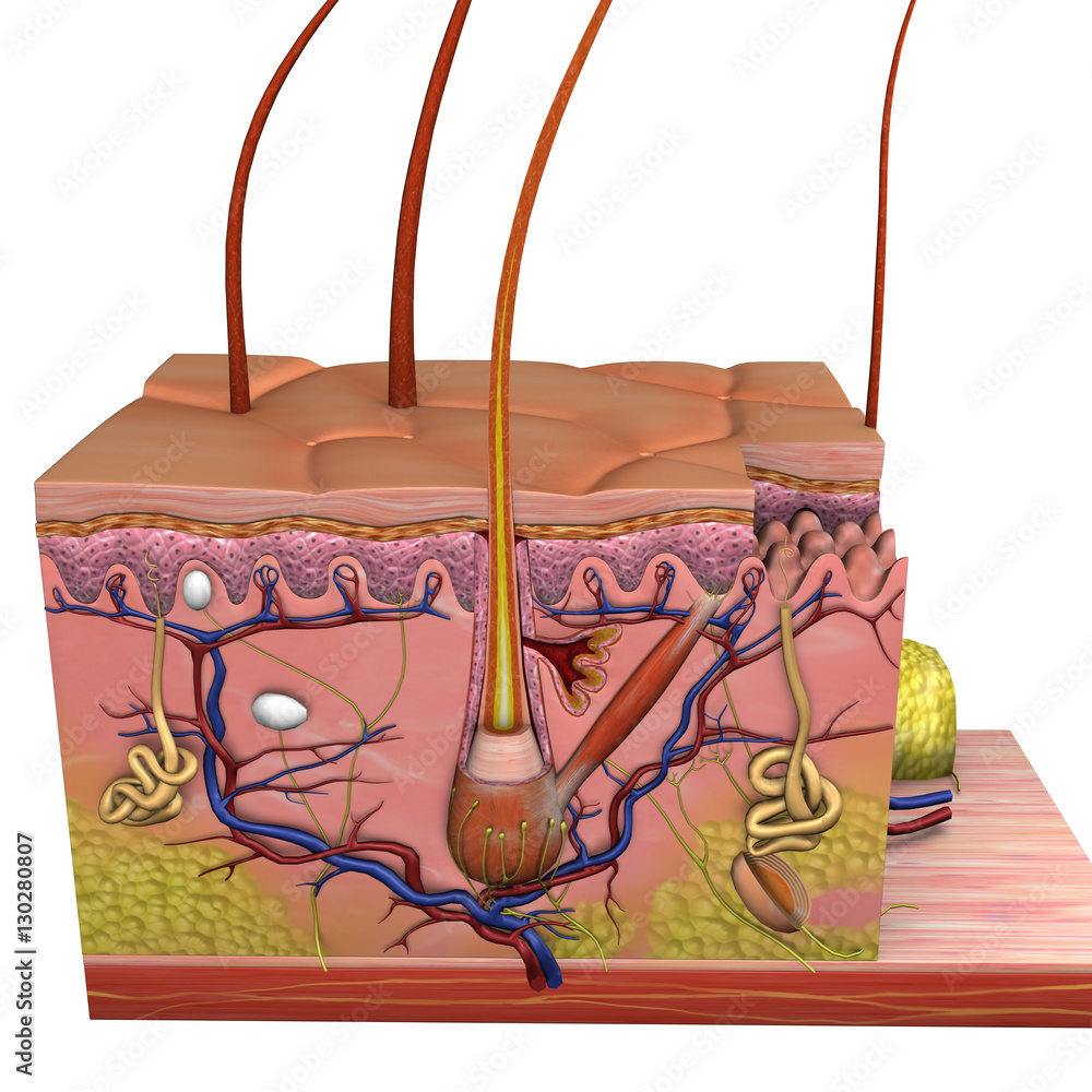 Anatomy of Skin Stock Illustration | Adobe Stock