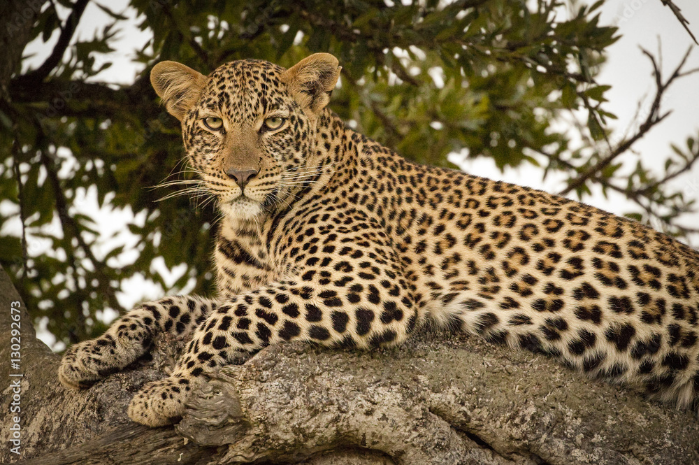 A beautiful female leopard gazes at viewer from a tree limb in Kenya ...
